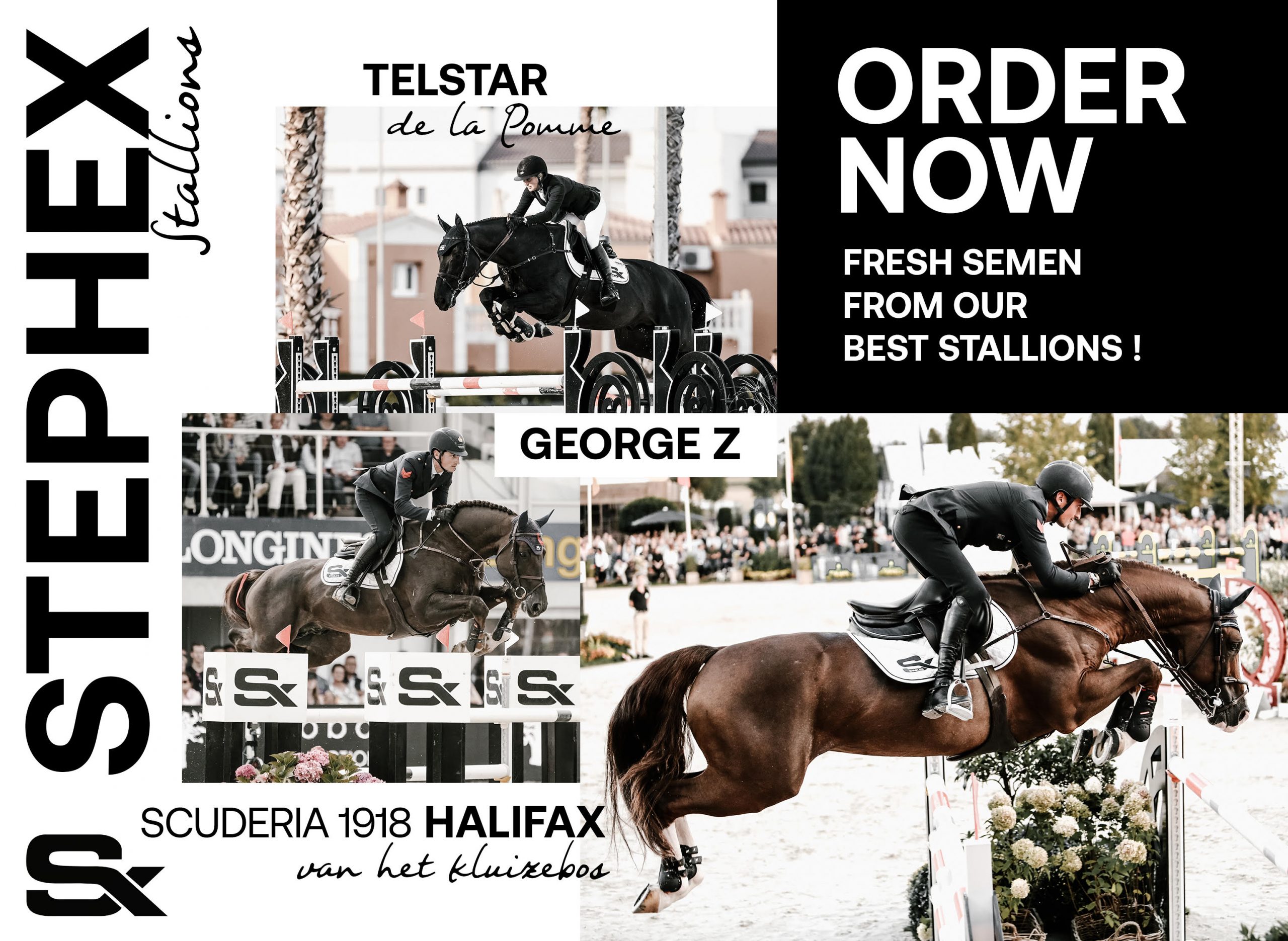 Order fresh semen of our top Stallions. - Stephex Stables