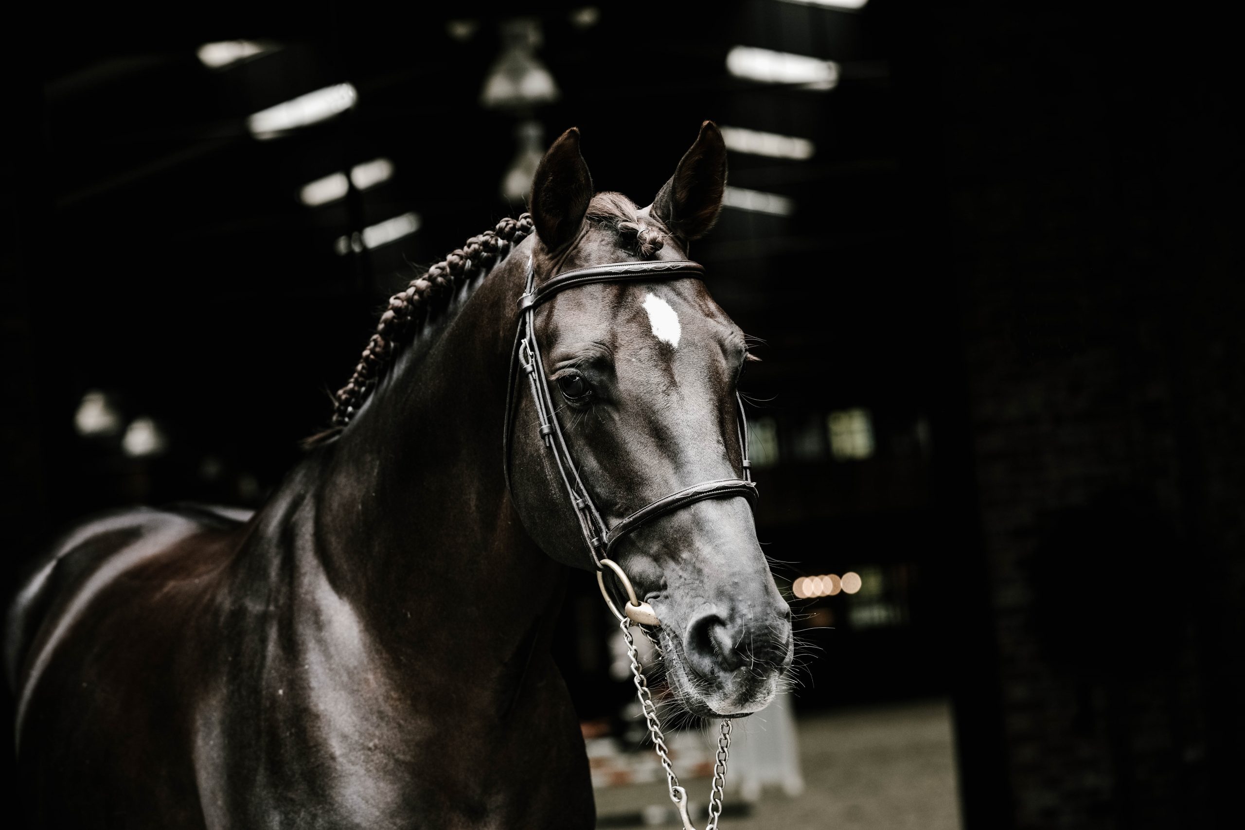 Stallions - Collectie - Stephex Stables
