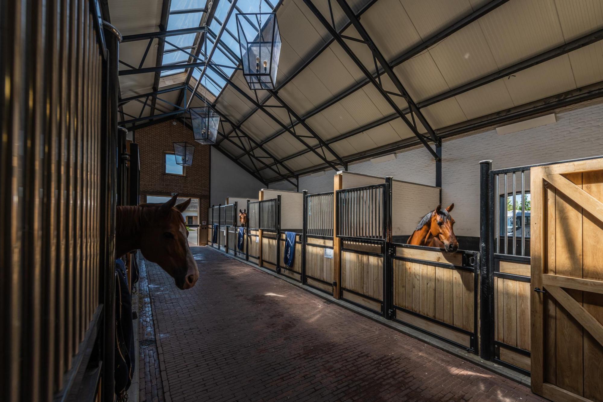 Become Part of the Stephex Adventure - Stephex Stables