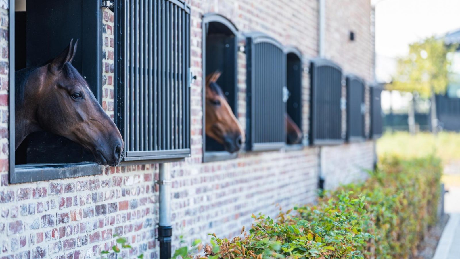 Become Part of the Stephex Adventure - Stephex Stables