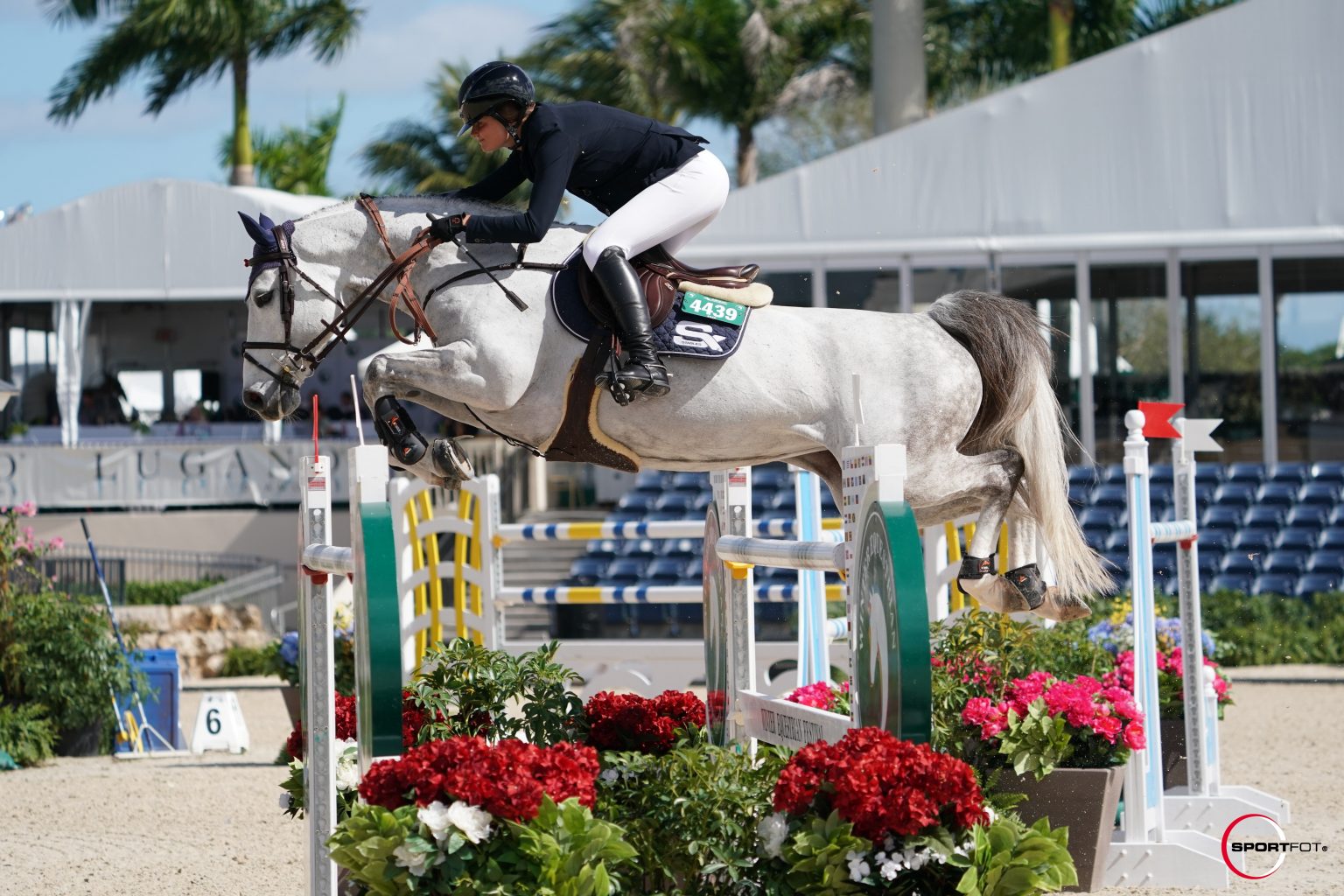 Stephex Exclusive Horse Selection in the USA - Stephex Stables