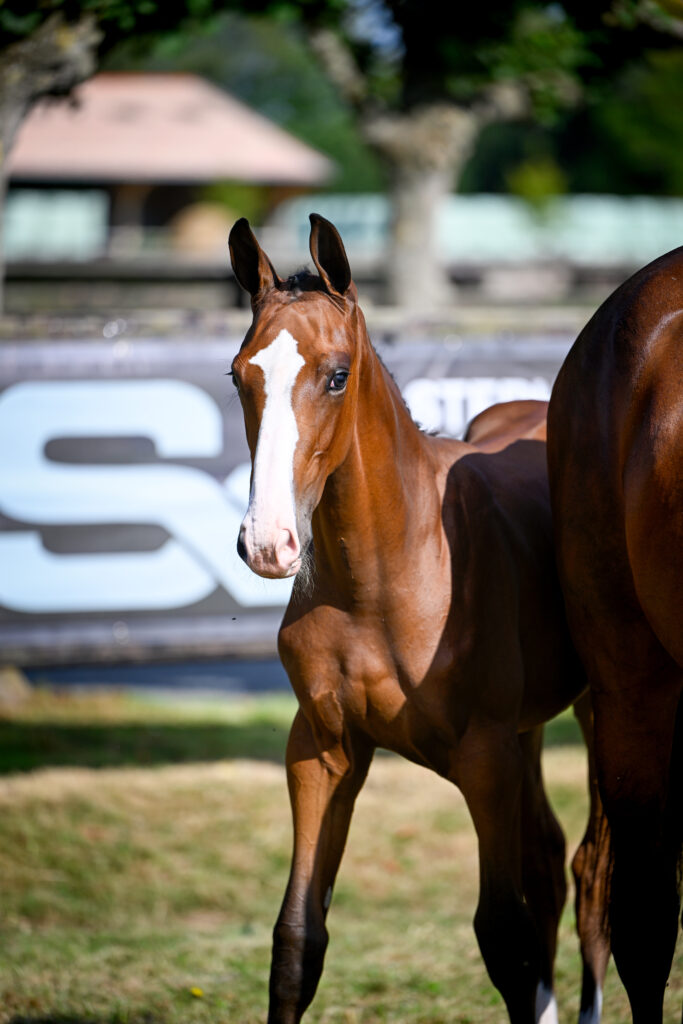 06. Zarak Pommex Z - Stephex Stables