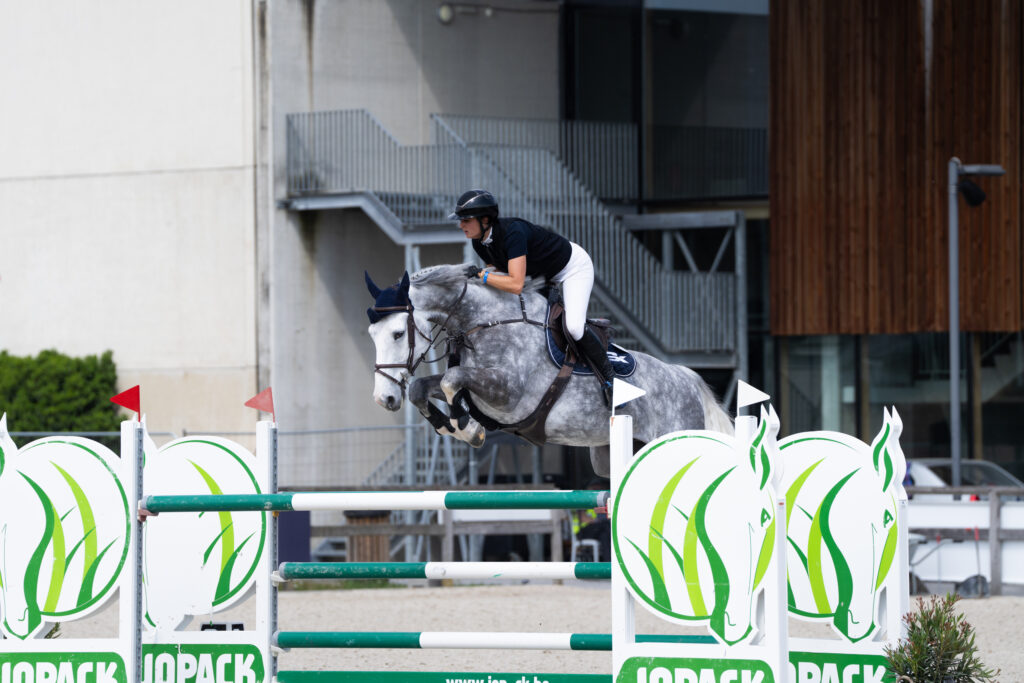 Chinook Pommex Z - Stephex Stables